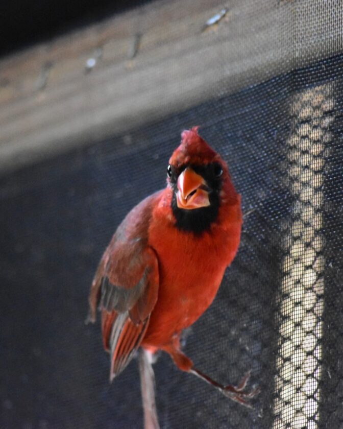 CROW provides update on cardinal found on glue trap - SANIBEL-CAPTIVA ...